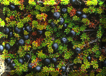 Südnorwegen Reiseführer - Beeren